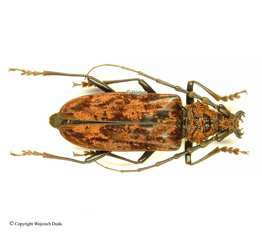 Insect-shop - Insect-Shop.com