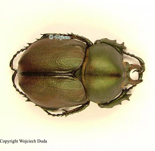 Dynastidae - Insect-Shop.com