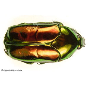 Cetoniidae - Insect-Shop.com