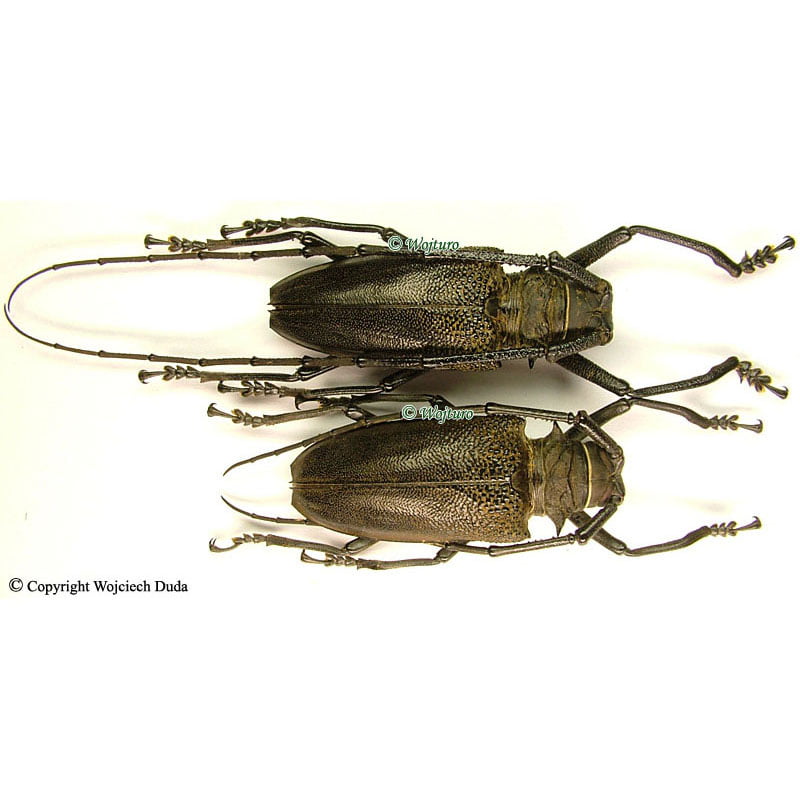 Insect-shop - Insect-Shop.com