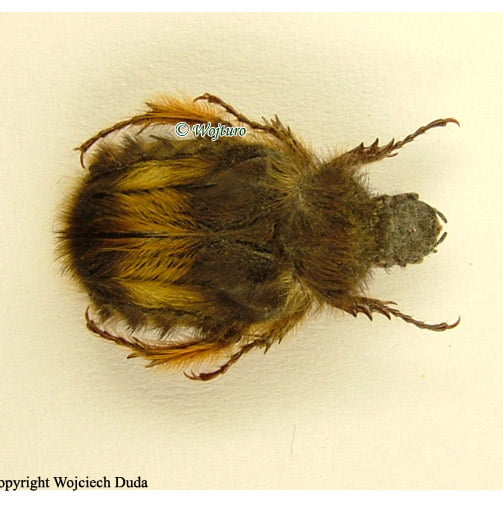 Bombodes ursus, nice, Thailand - Insect-Shop.com
