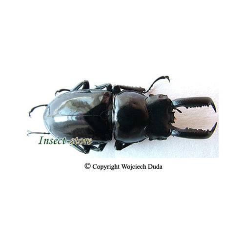 Pseudorhaetus sinicus concolor, rare, large +45mm - Insect-Shop.com