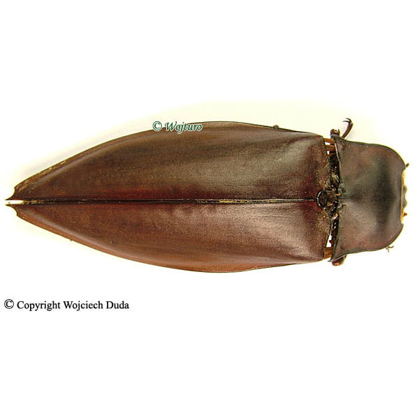Insect-shop - Insect-Shop.com