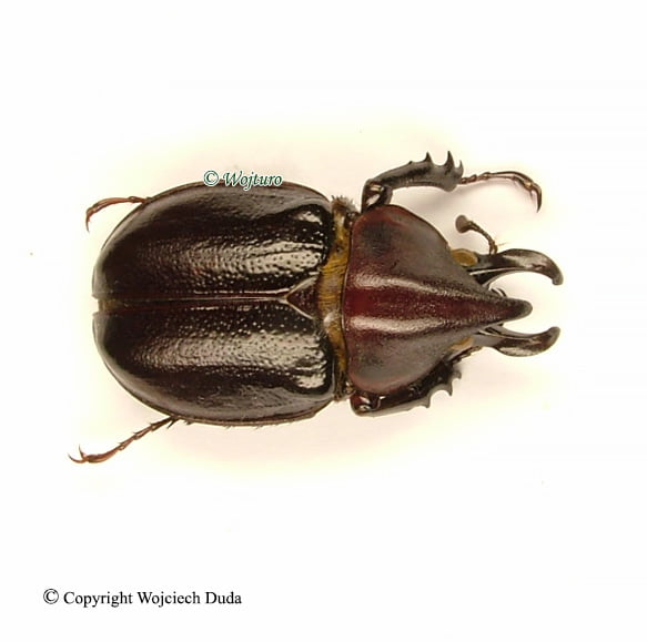 Dynastidae - Insect-Shop.com