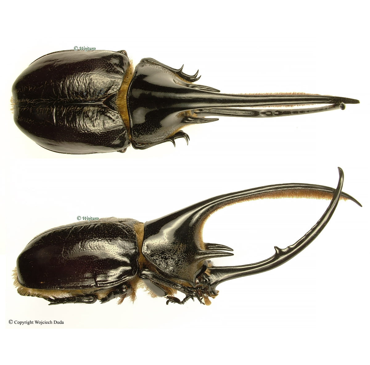 Insect-shop - Insect-Shop.com
