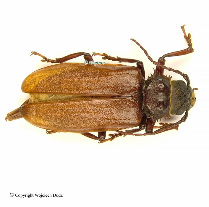 Insect-shop - Insect-Shop.com