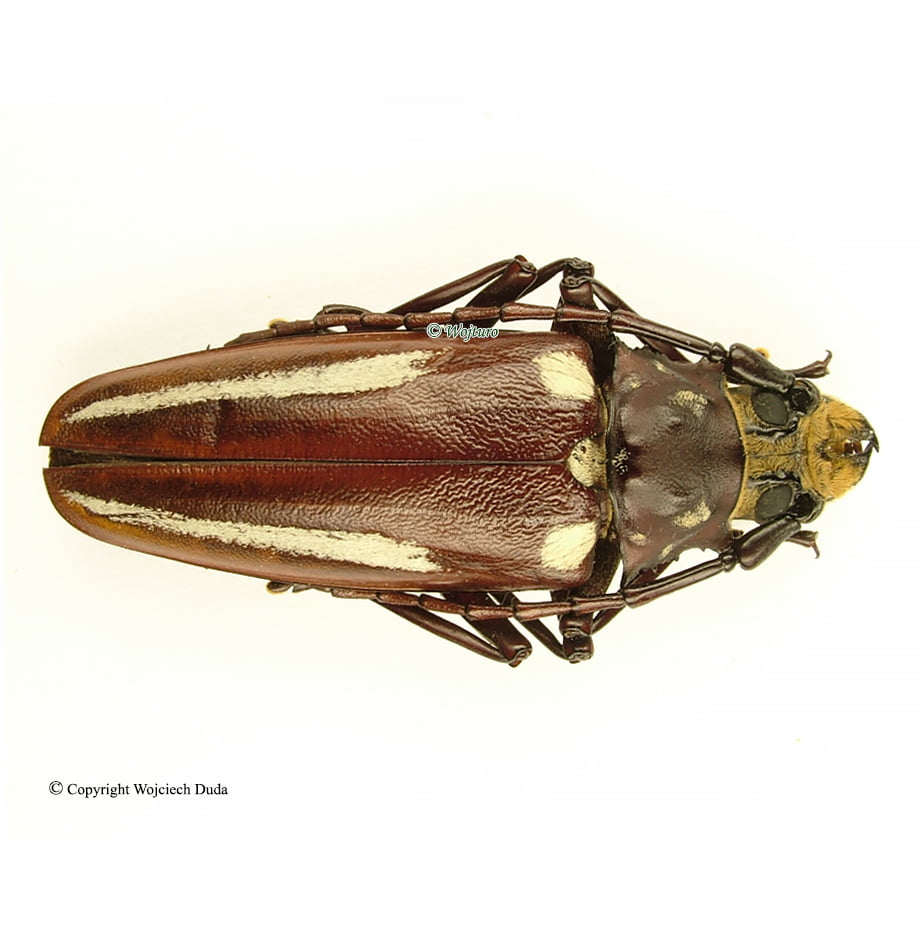 Insect-shop - Insect-Shop.com