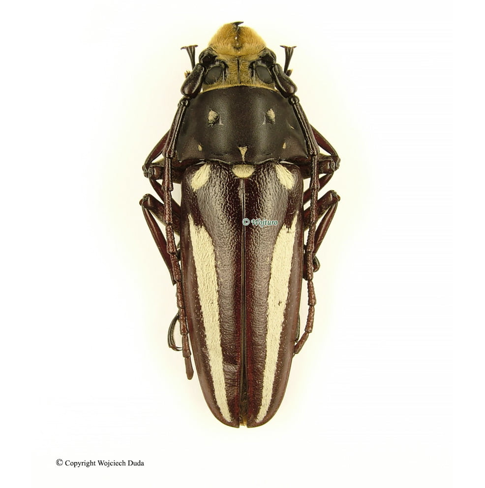 Insect-shop - Insect-Shop.com