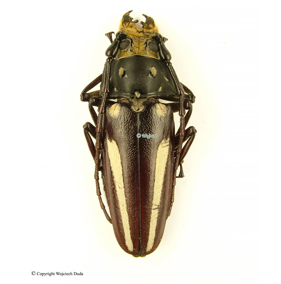 Insect-shop - Insect-Shop.com
