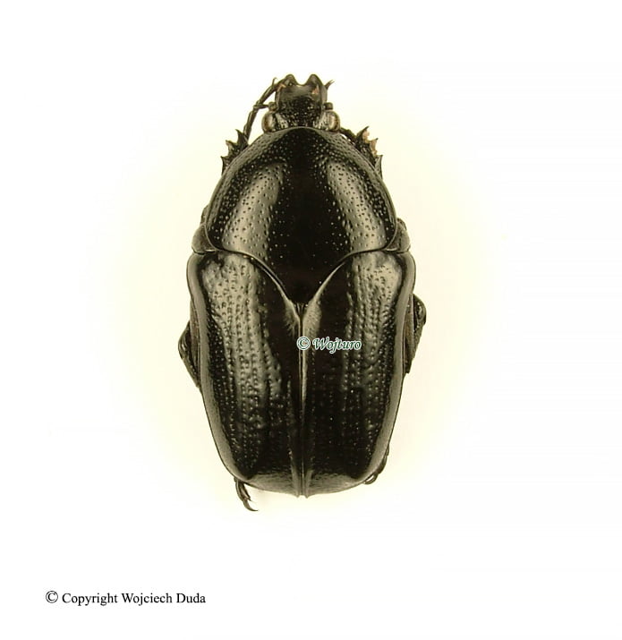 Insect-shop - Insect-Shop.com