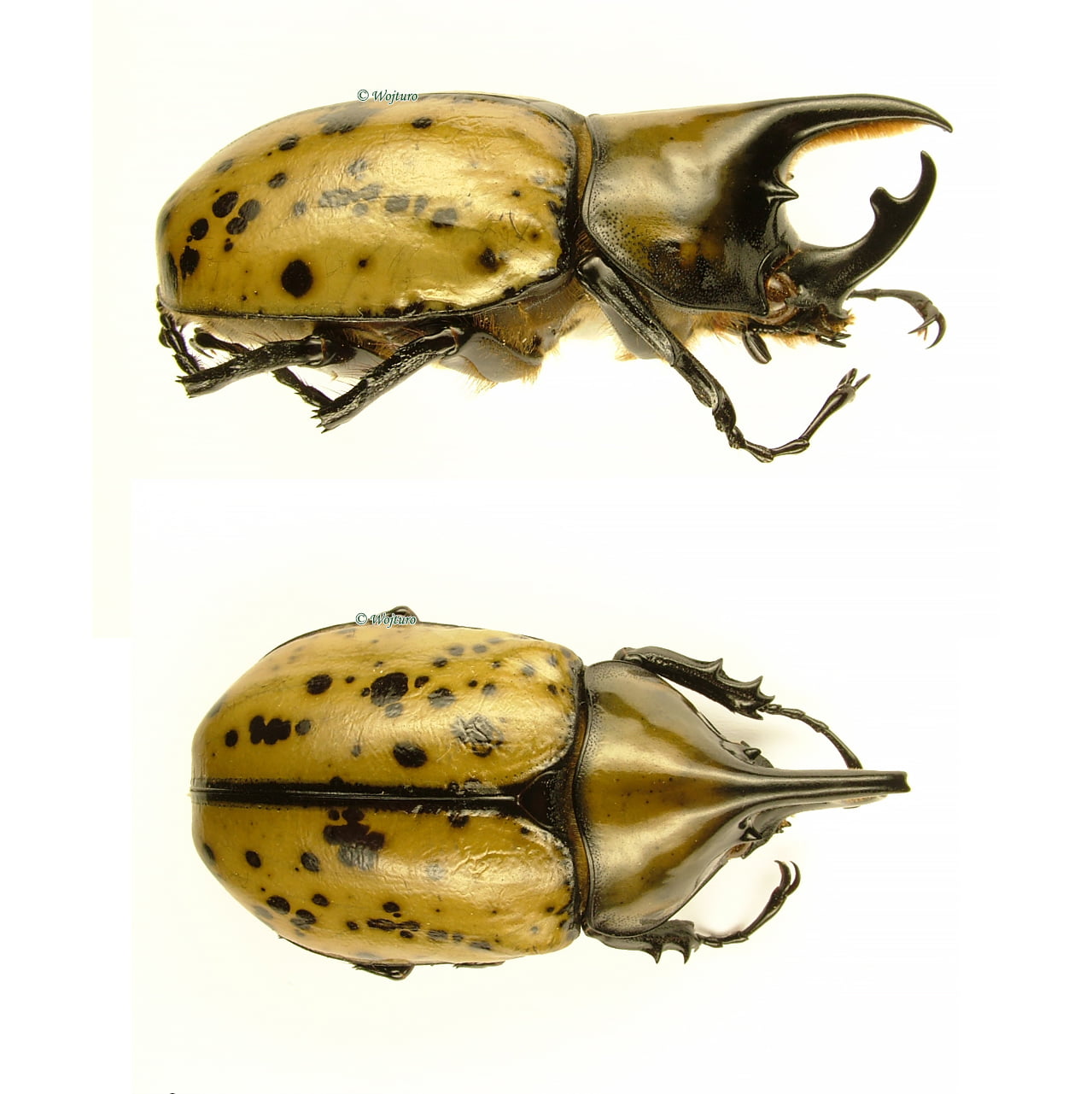 Insect-shop - Insect-Shop.com