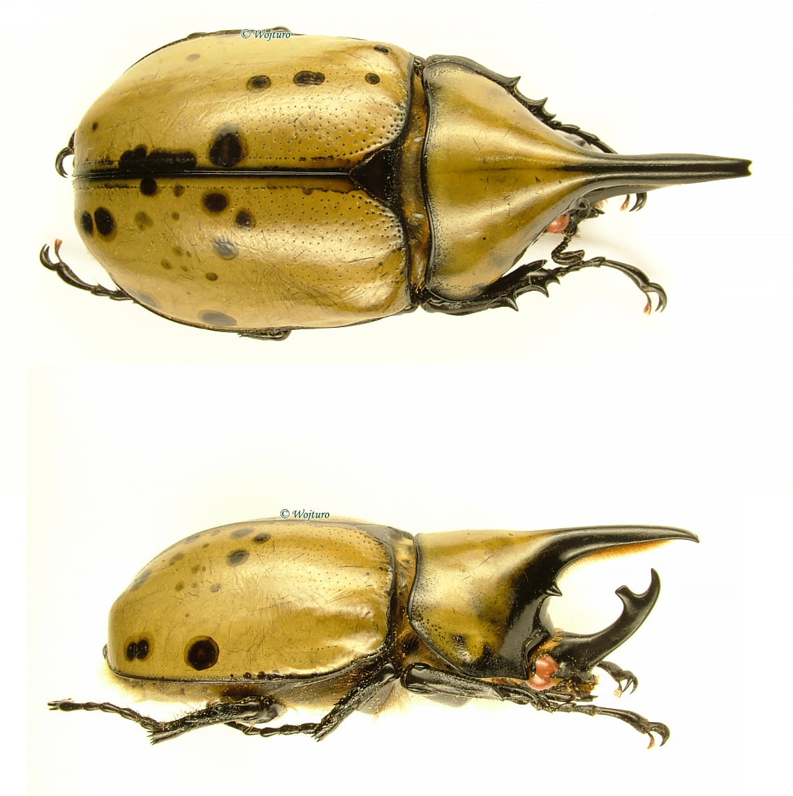 Insect-shop - Insect-Shop.com