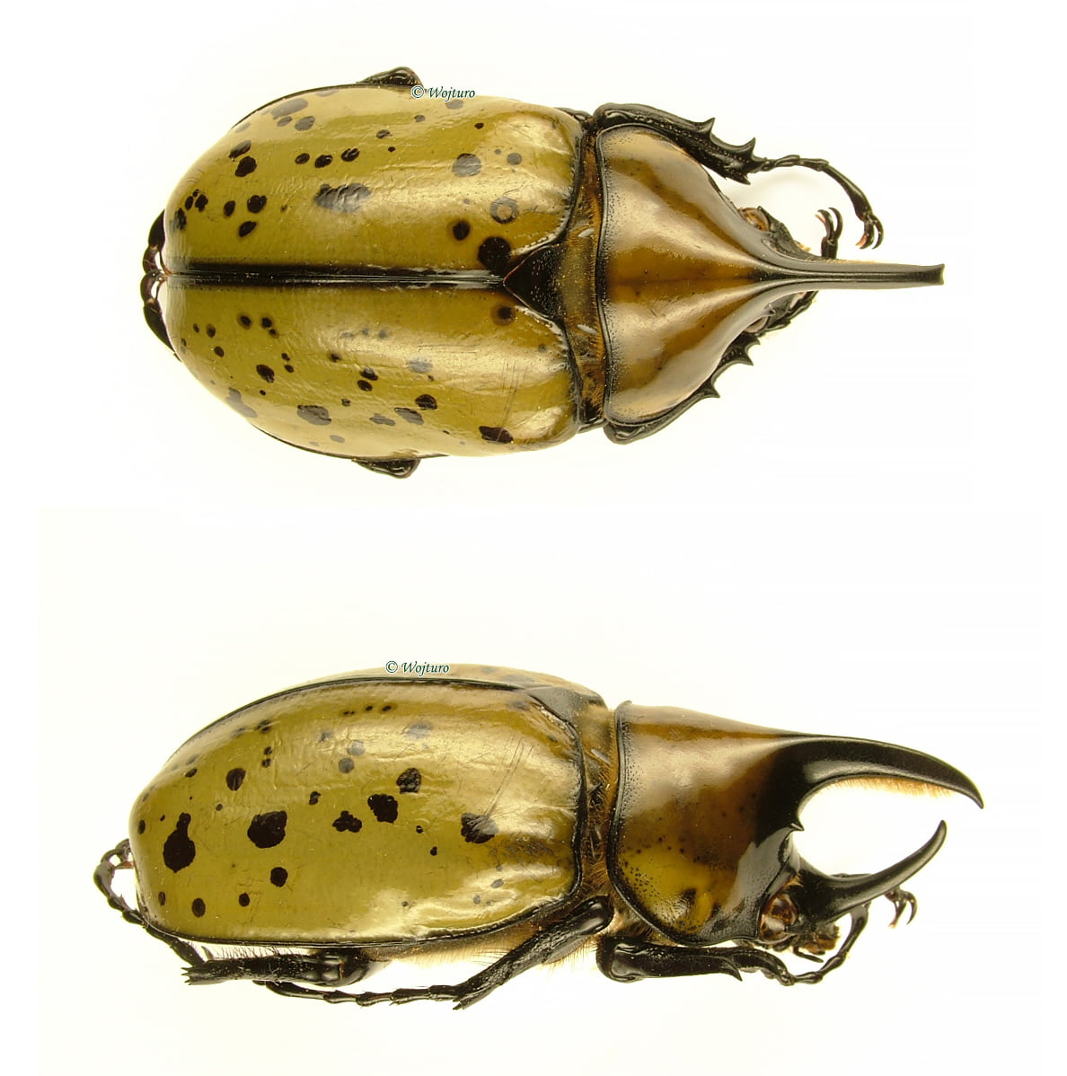 Insect-shop - Insect-Shop.com