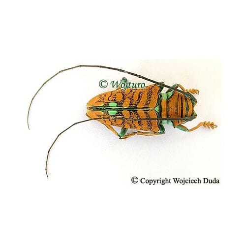 Sternotomis chrysopras - Female, beautiful - Insect-Shop.com