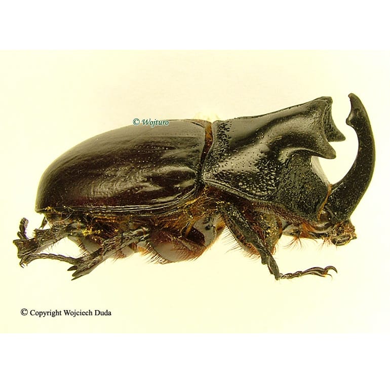 Trichogomphus robustus - M, 41-42mm, Laos - Insect-Shop.com