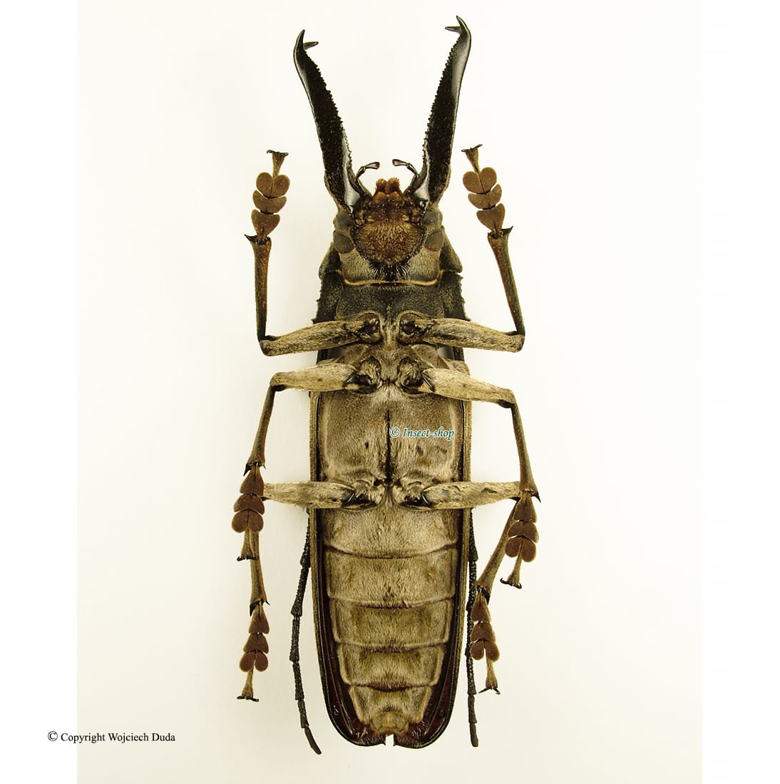 Callipogon limonovi- Male, Very rare and Giant size 103mm (Real Photo ...